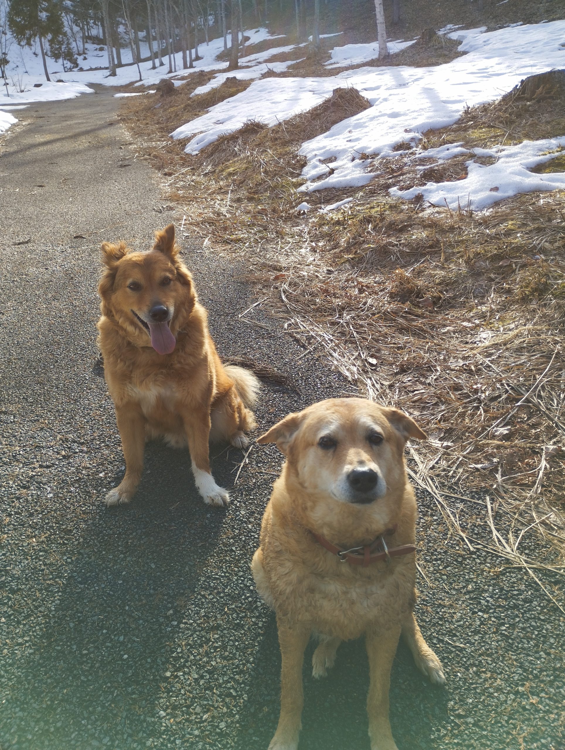 春の養生① – はるじろう漢方ペットクリニック