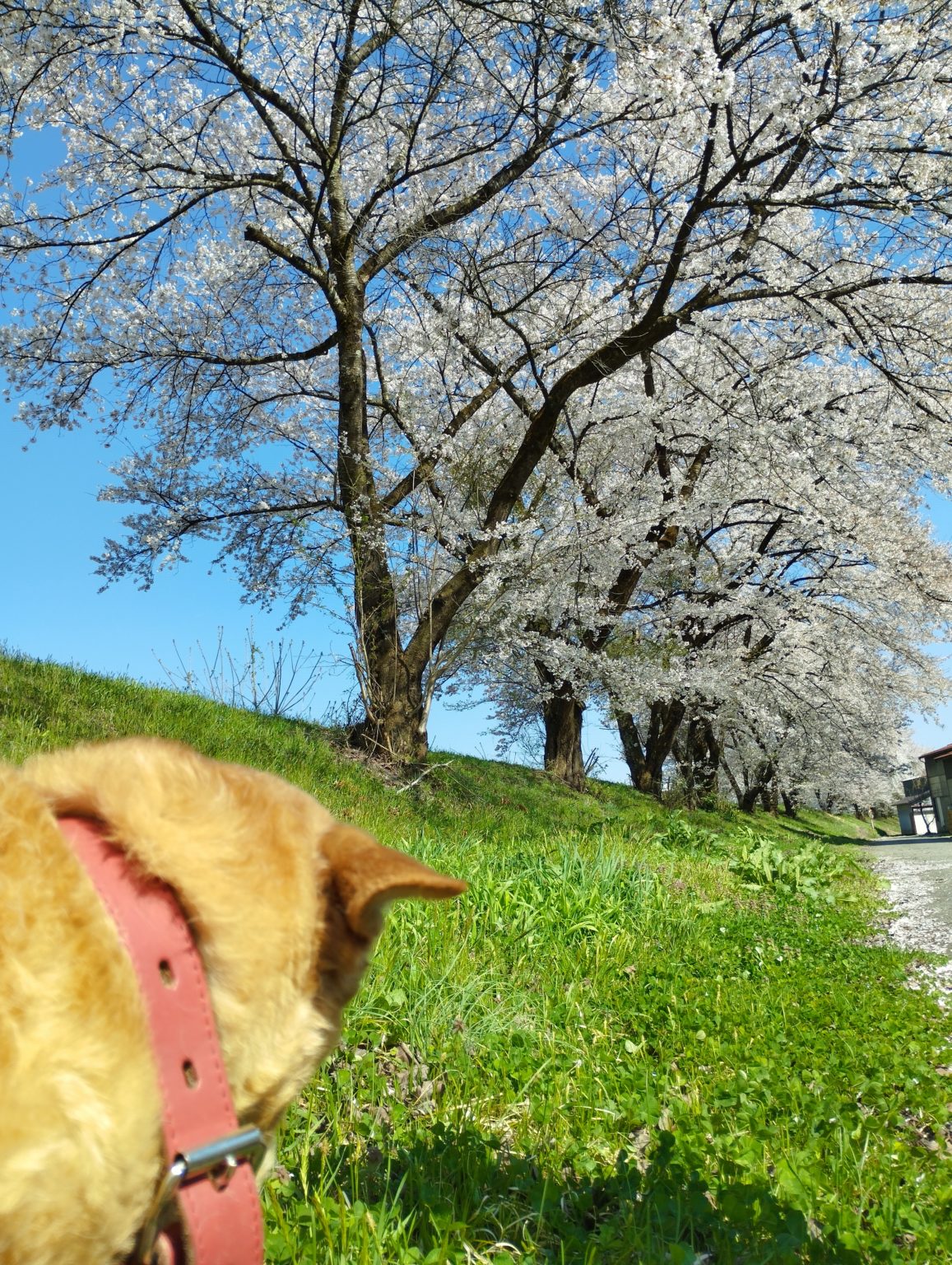 春の養生② – はるじろう漢方ペットクリニック