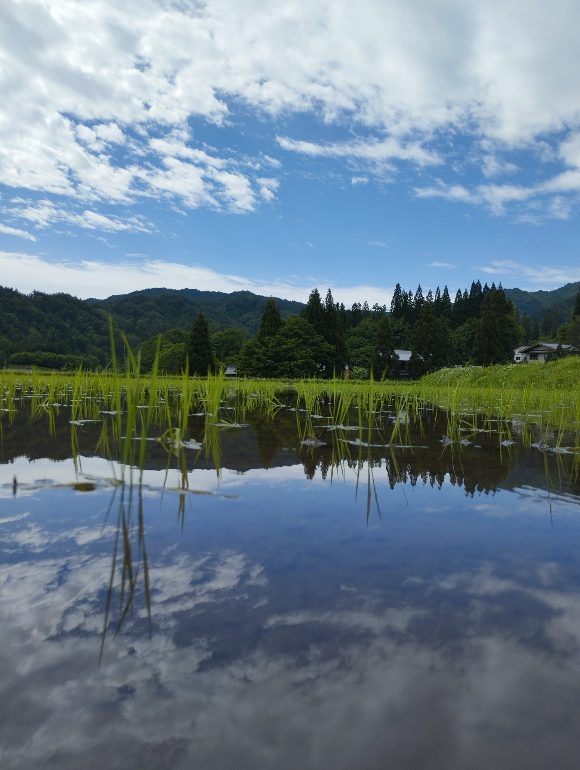 梅雨時の養生 – はるじろう漢方ペットクリニック