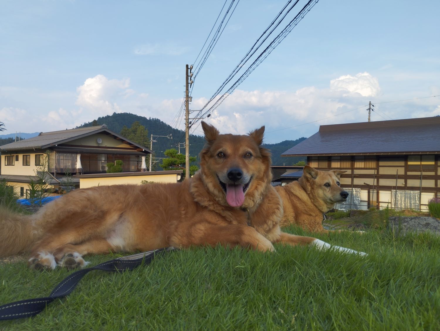 下痢の時の漢方薬の話 – はるじろう漢方ペットクリニック